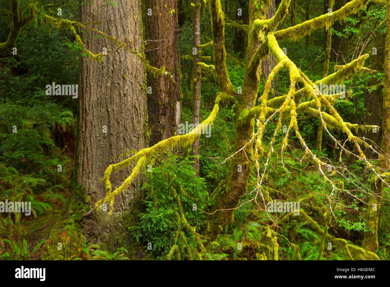 Golden and silver falls state park hi-res stock photography and images ...