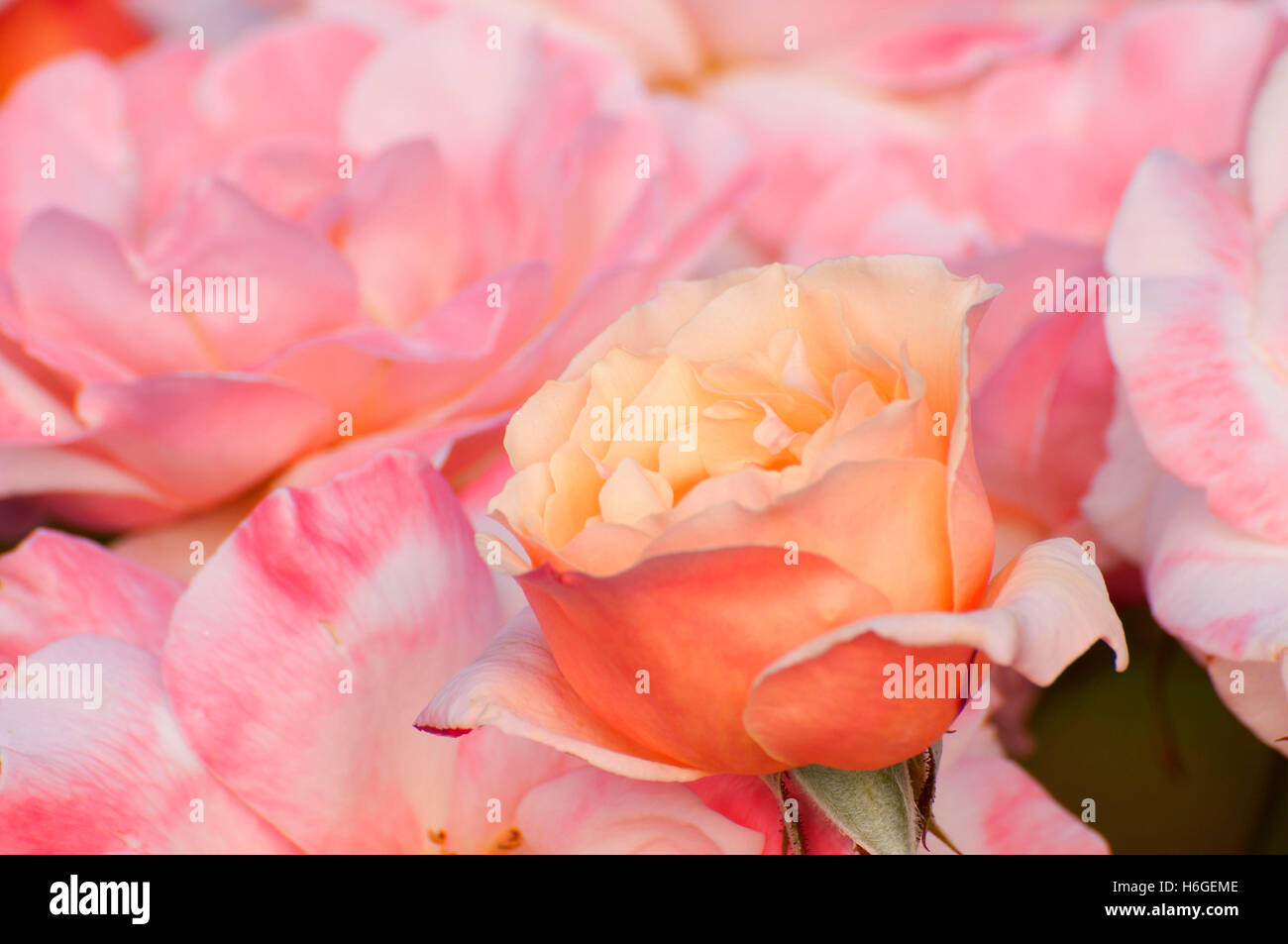 Chanelle rose hi-res stock photography and images - Alamy