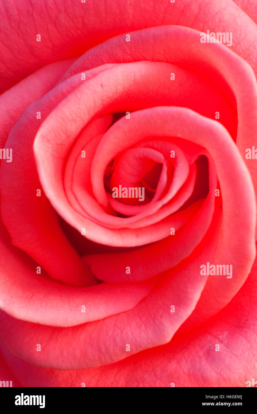 Rose cloud nine hi-res stock photography and images - Alamy