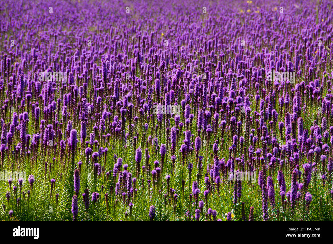 Farming agriculture oregon field hi-res stock photography and images ...