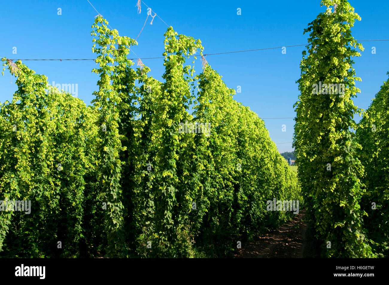 Hops field, Marion County, Oregon Stock Photo - Alamy