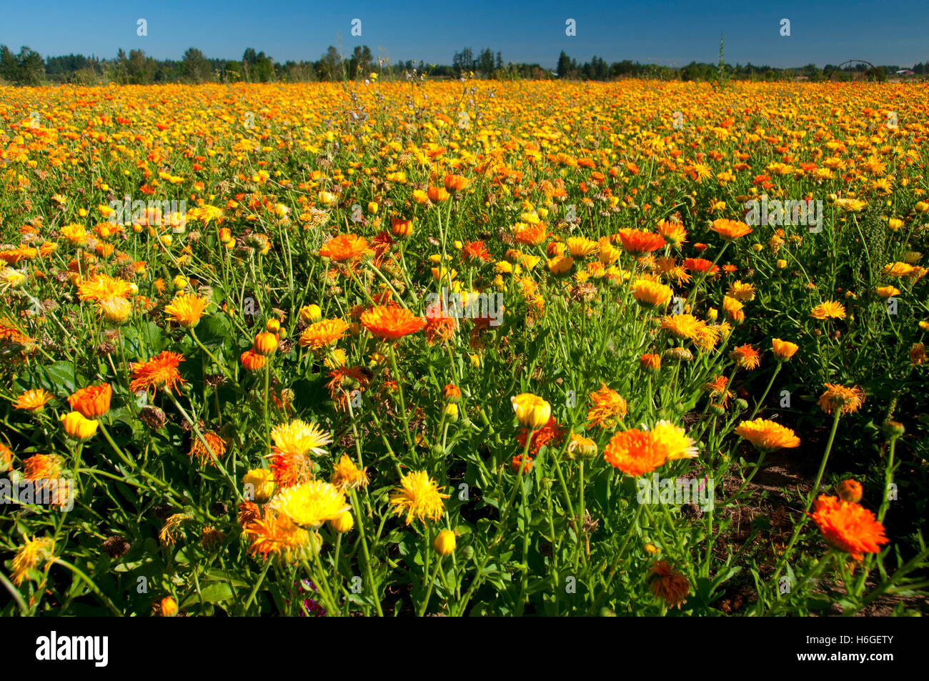 Marigold seed field, Marion County, Oregon Stock Photo - Alamy
