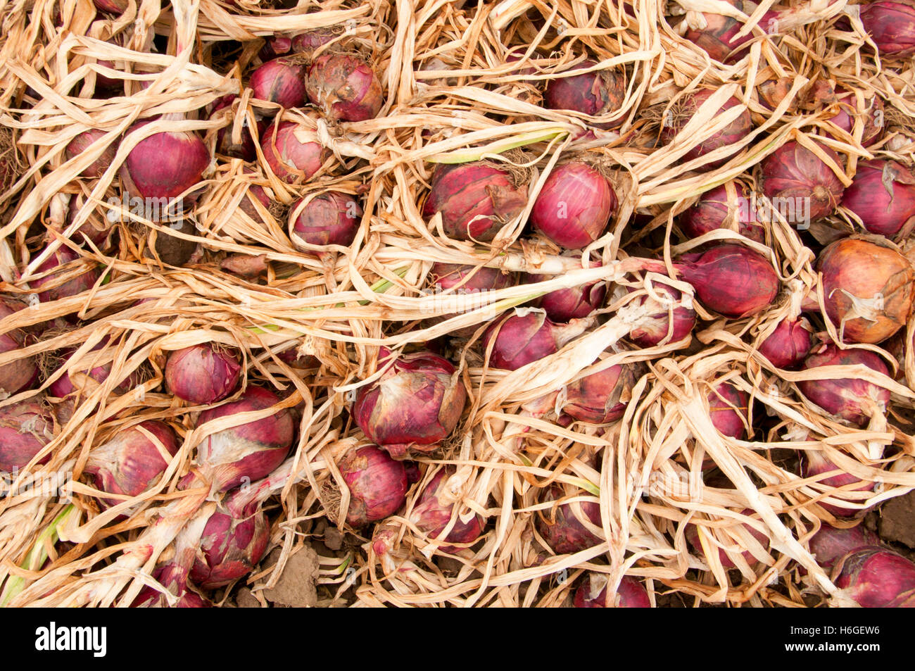 Onion field, Marion County, Oregon Stock Photo - Alamy