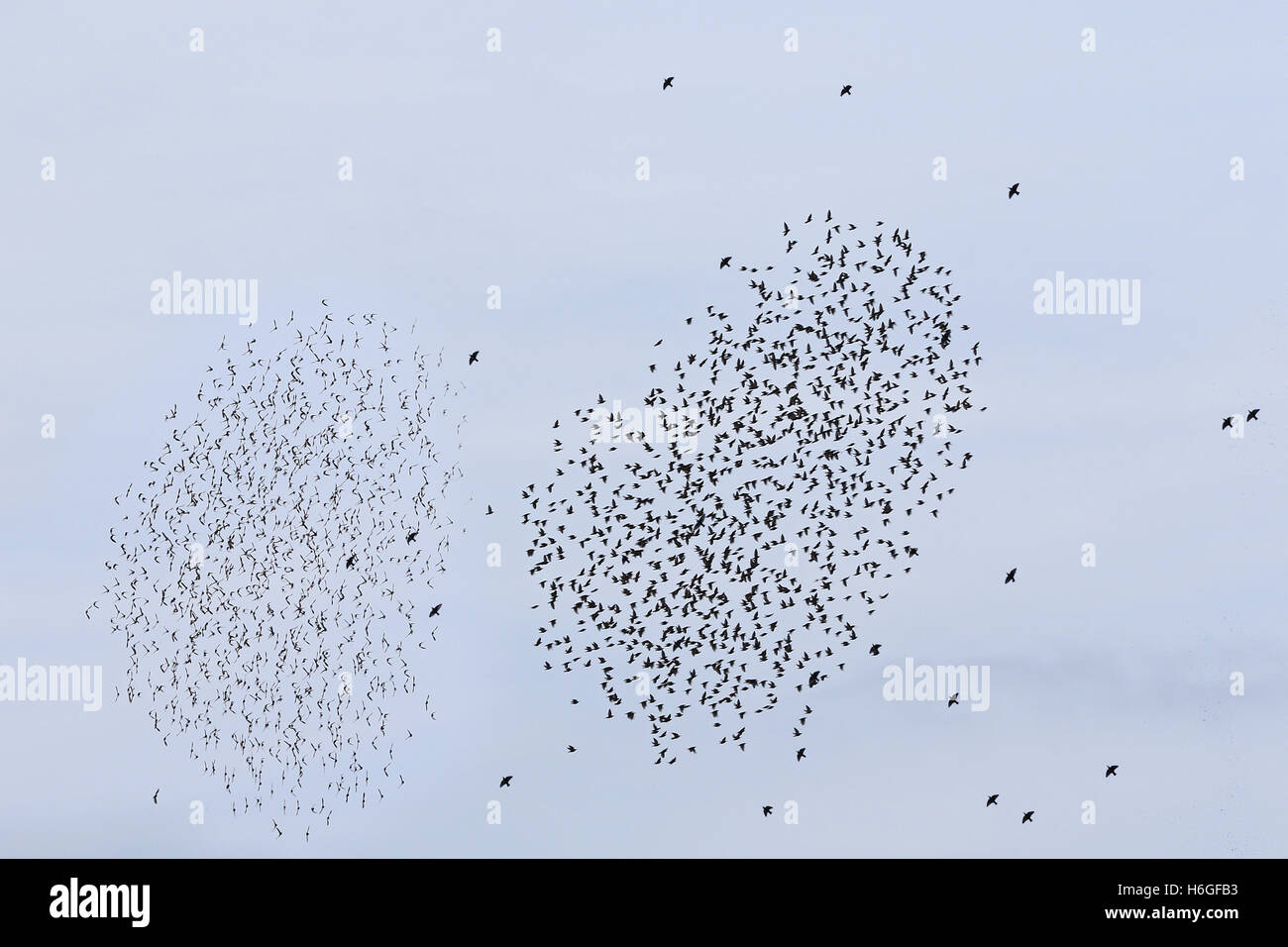 Migrating flocks of starlings in the fall against blue skies Stock ...