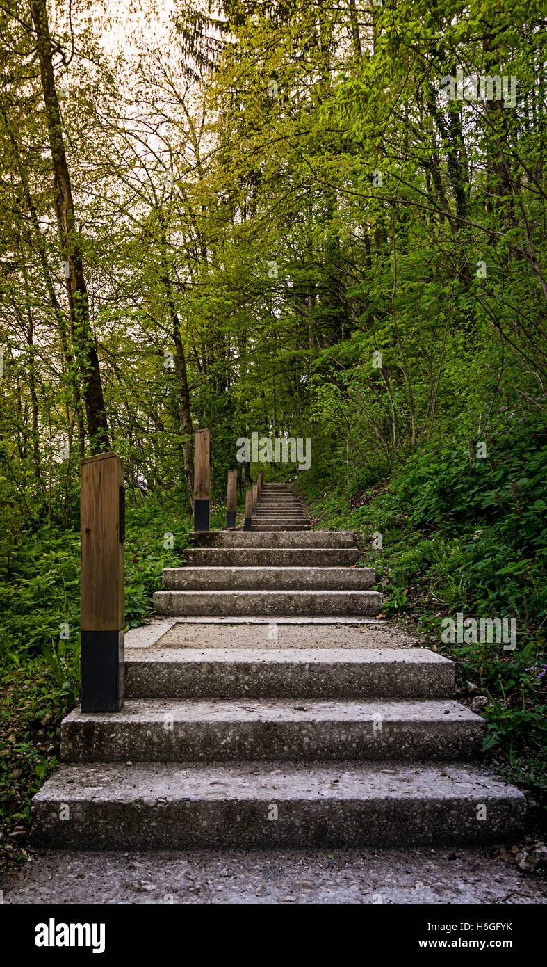 Stairs in the forest Stock Photo - Alamy