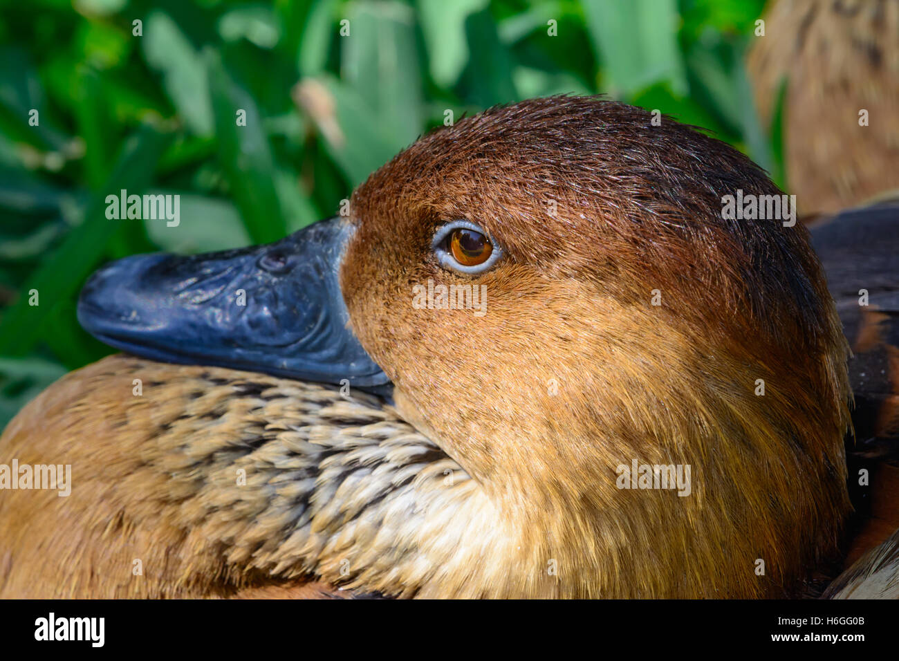 Fulvous tree duck hi-res stock photography and images - Alamy