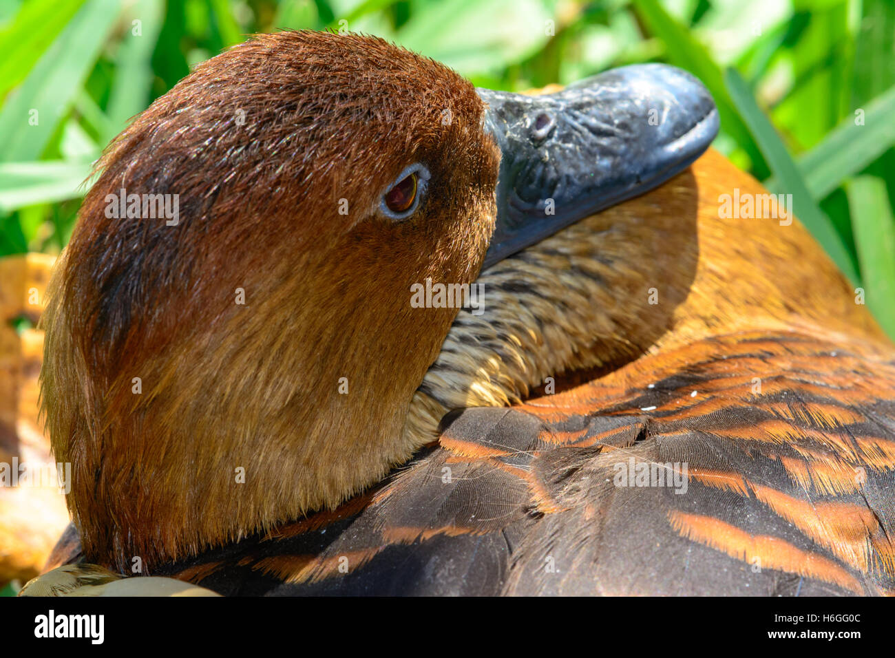 Fulvous whistling duck (Dendrocygna bicolor) Closeup Stock Photo - Alamy
