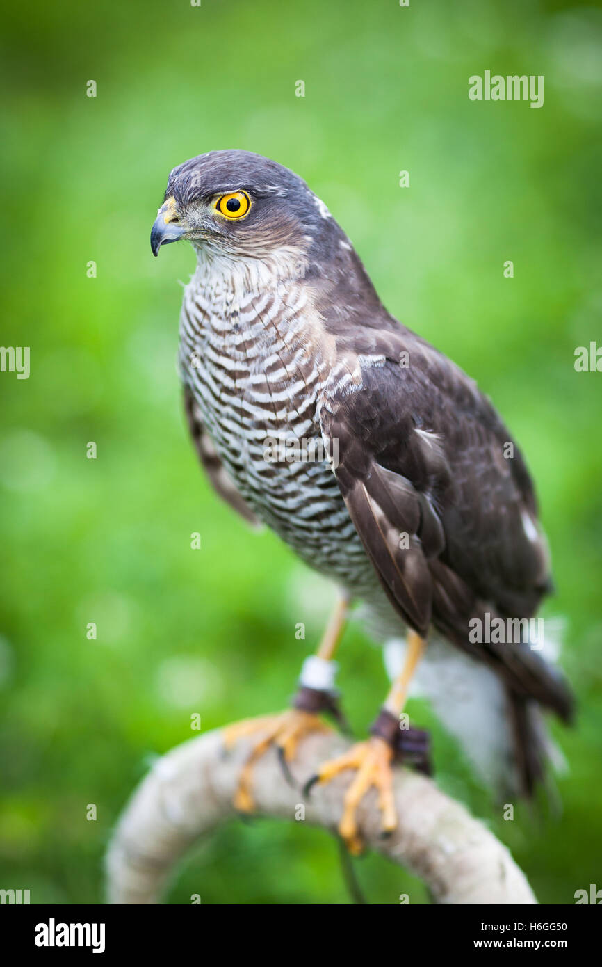 Portrait of adult male sparrow hawk hi-res stock photography and images ...
