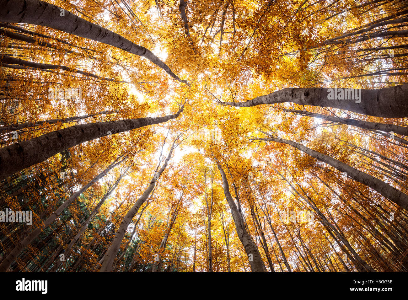 autumn forest treetops (intentionally distorted image; shot with a ...