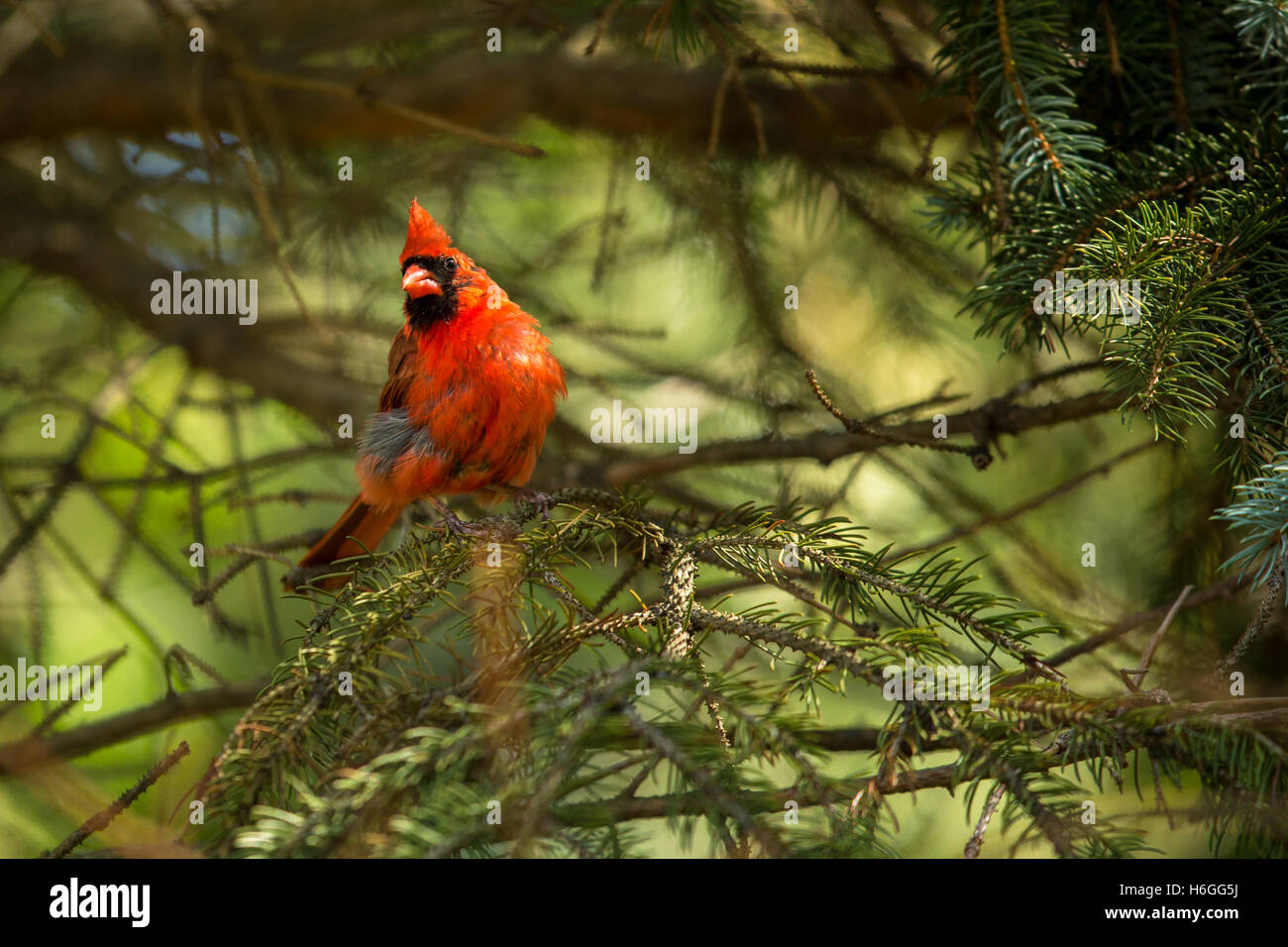 Northern cardinal (Cardinalis cardinals Stock Photo - Alamy