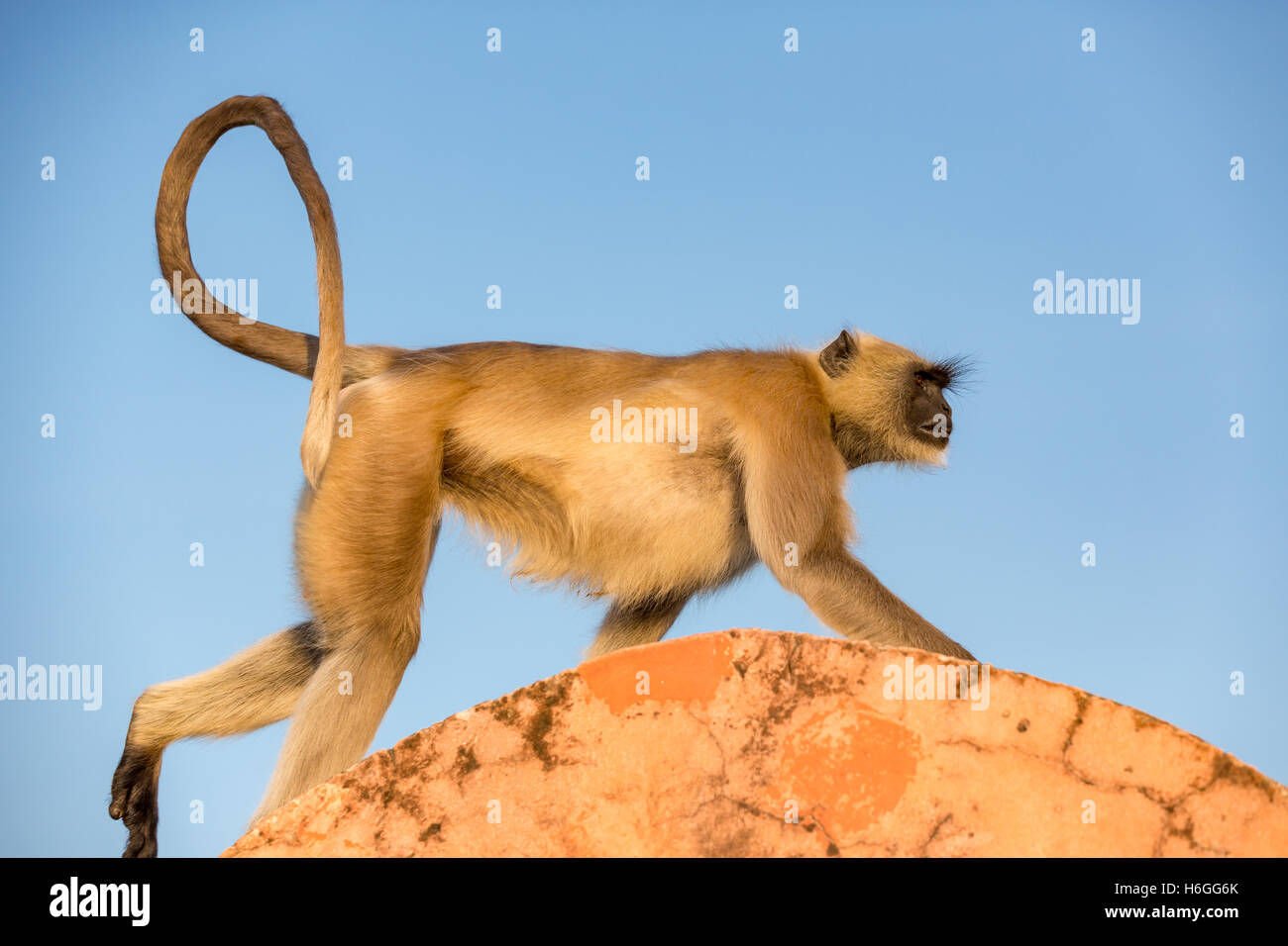 Black face monkey india hi-res stock photography and images - Alamy