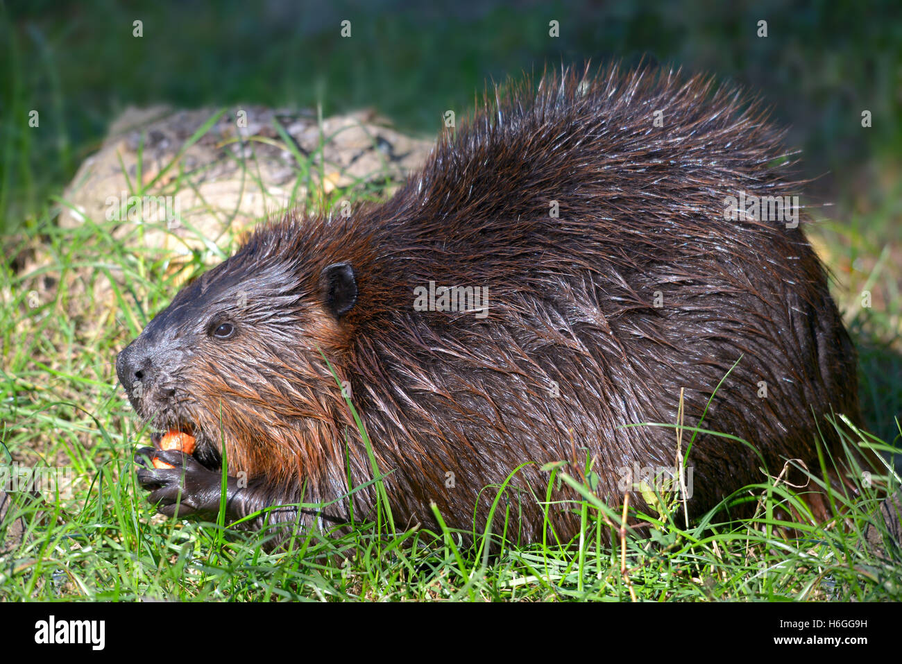 North American Beaver (Castor canadensis), view of profile, and eating ...