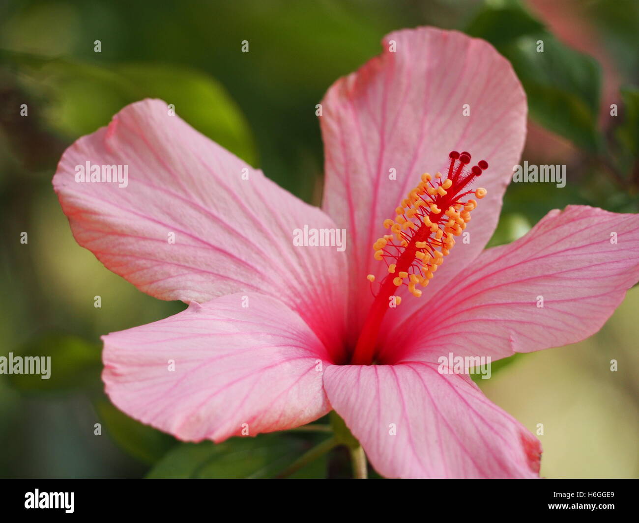 A beautiful pink Hibiscus in full blossom in Australia Stock Photo - Alamy