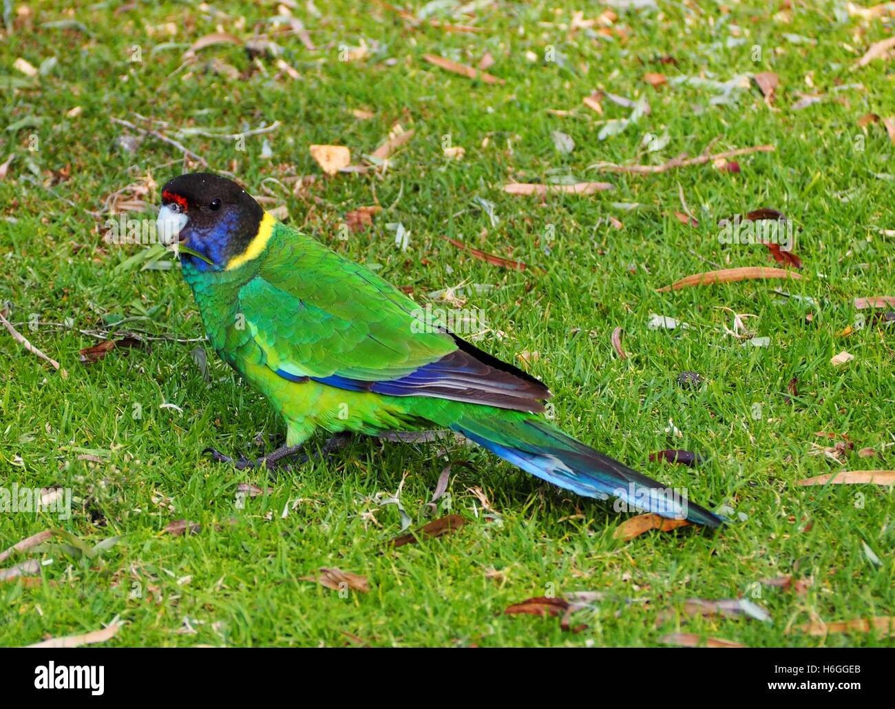 An Australian Ringneck Parrot on the lawn Stock Photo - Alamy
