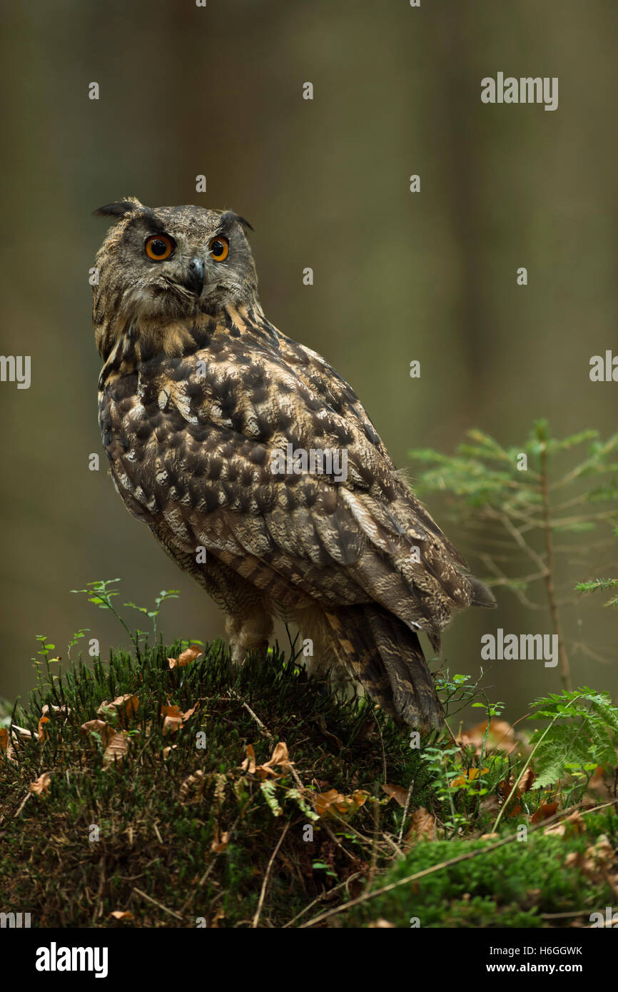 Eurasian Eagle Owl ( Bubo bubo ) resting on the ground of a forest, on ...