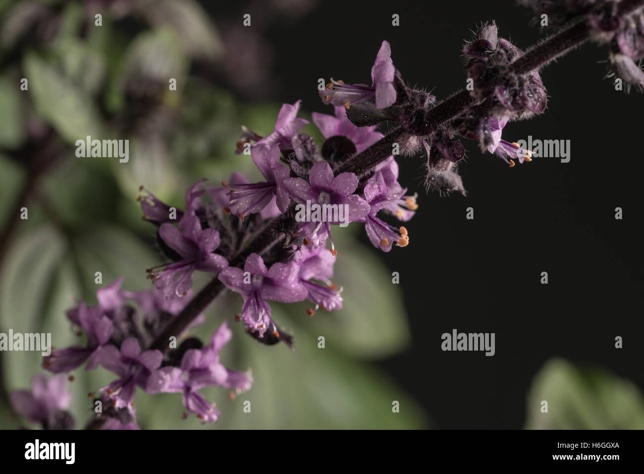 Purple basil plant hi-res stock photography and images - Alamy