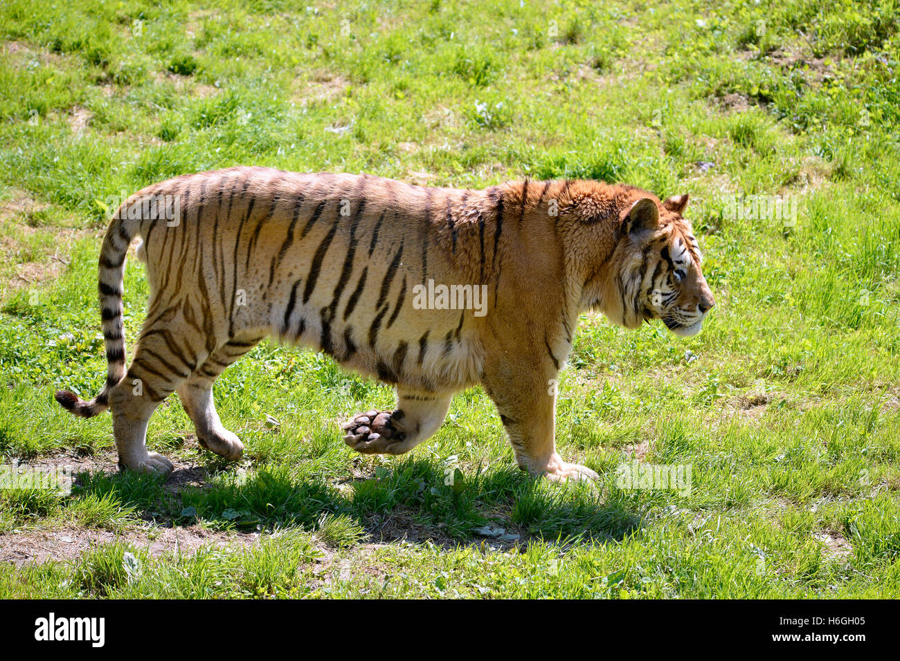 Tiger walking closeup hi-res stock photography and images - Alamy
