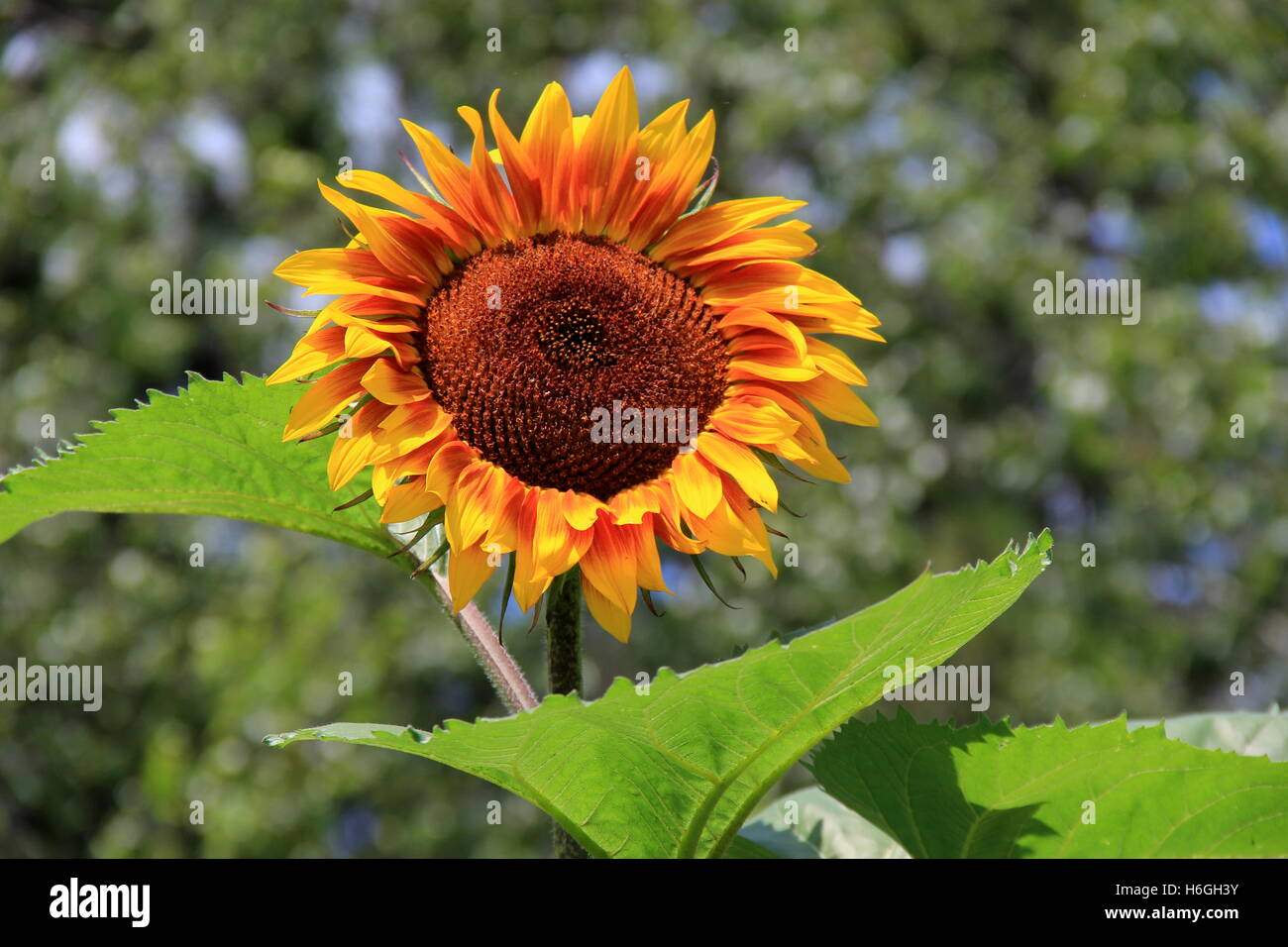 Gorgeous image of bright and cheerful sunflowers with large yellow and ...