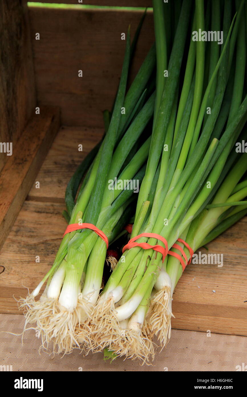 Welsh Young Farmers High Resolution Stock Photography and Images - Alamy