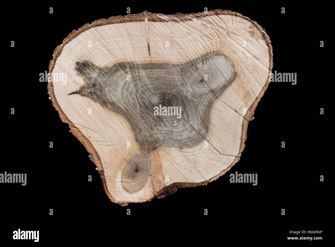 Poplar tree ring hi-res stock photography and images - Alamy