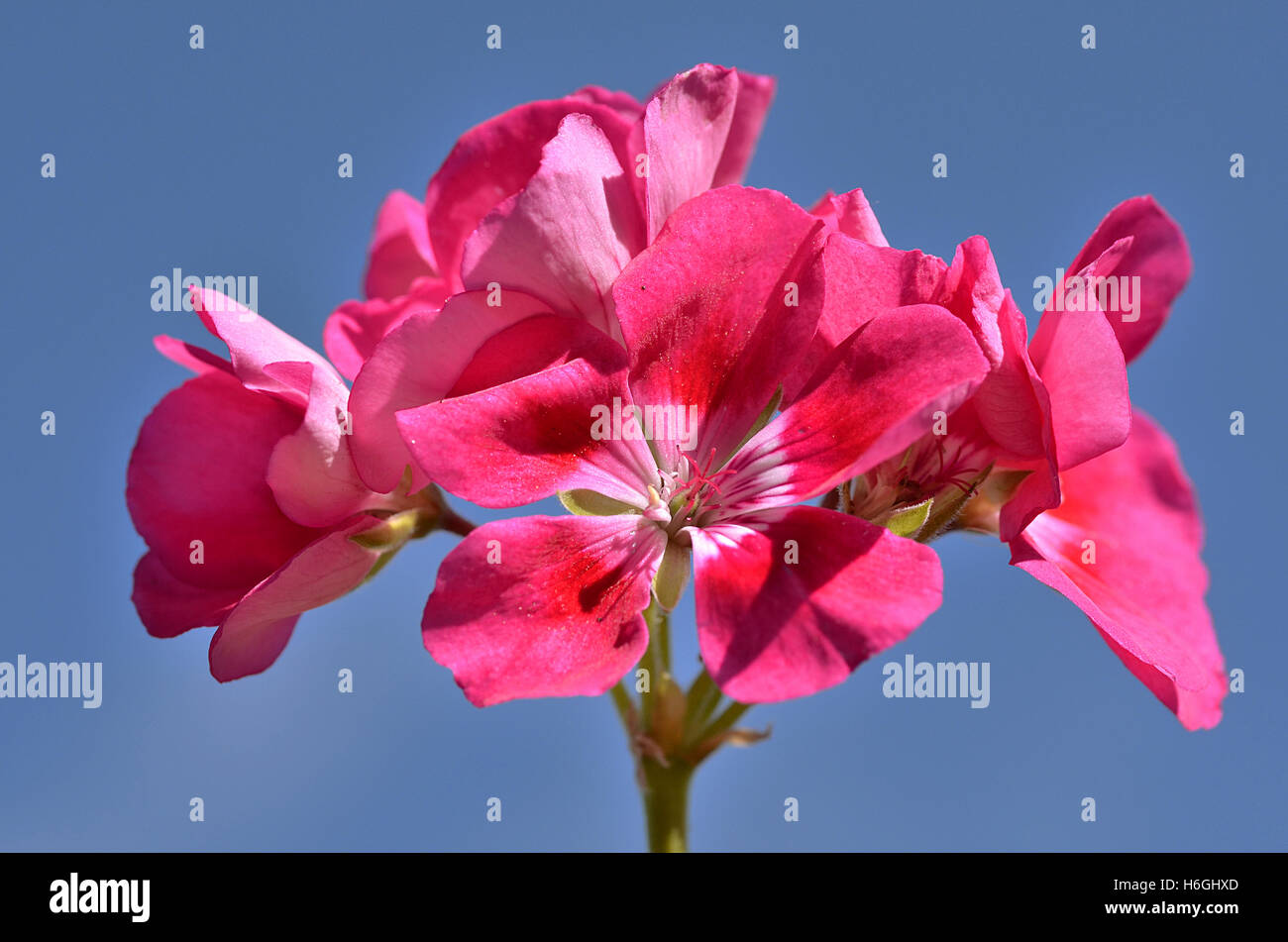 Closeup red geranium flower on blue sky background Stock Photo - Alamy