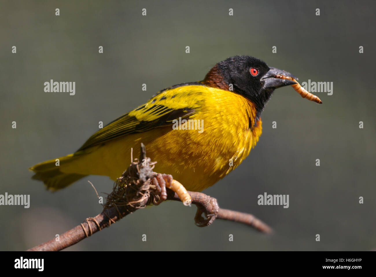 Male Village Weaver (Ploceus cucullatus) on branch with larva insect in ...