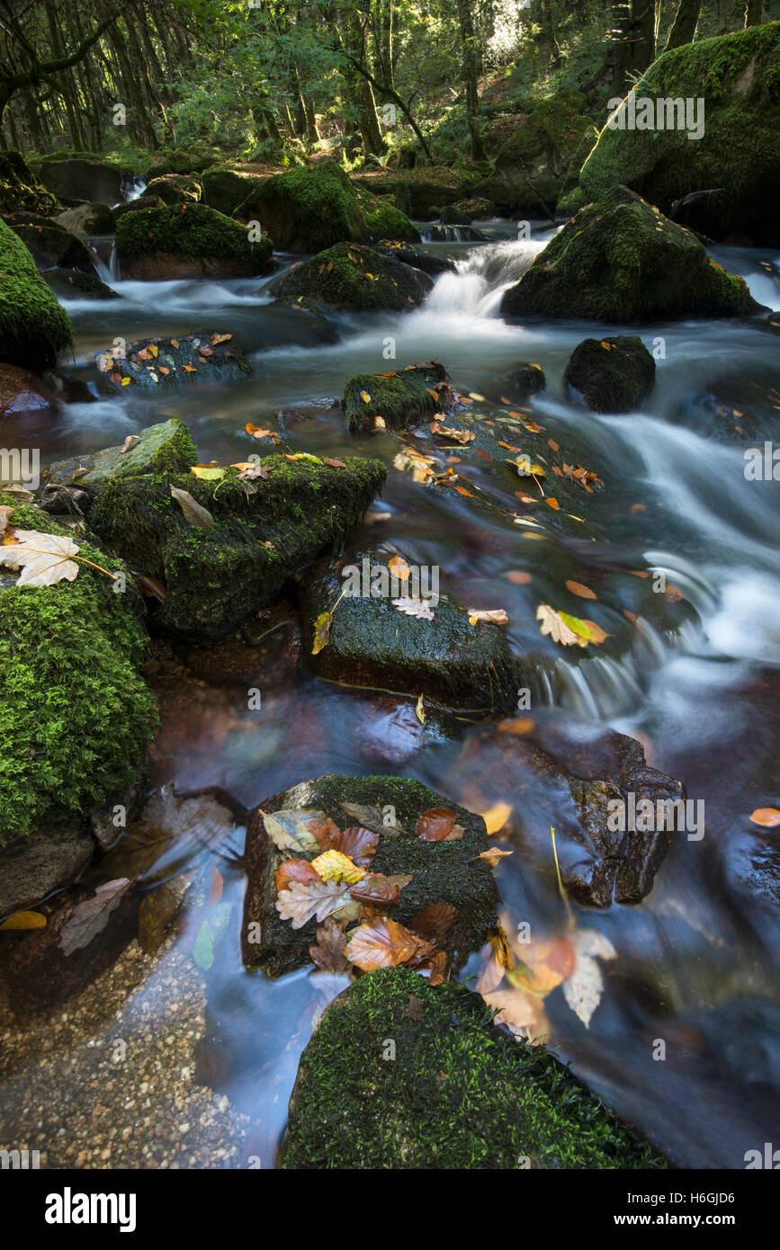 Golitha Falls near Liskeard, Cornwall Stock Photo - Alamy