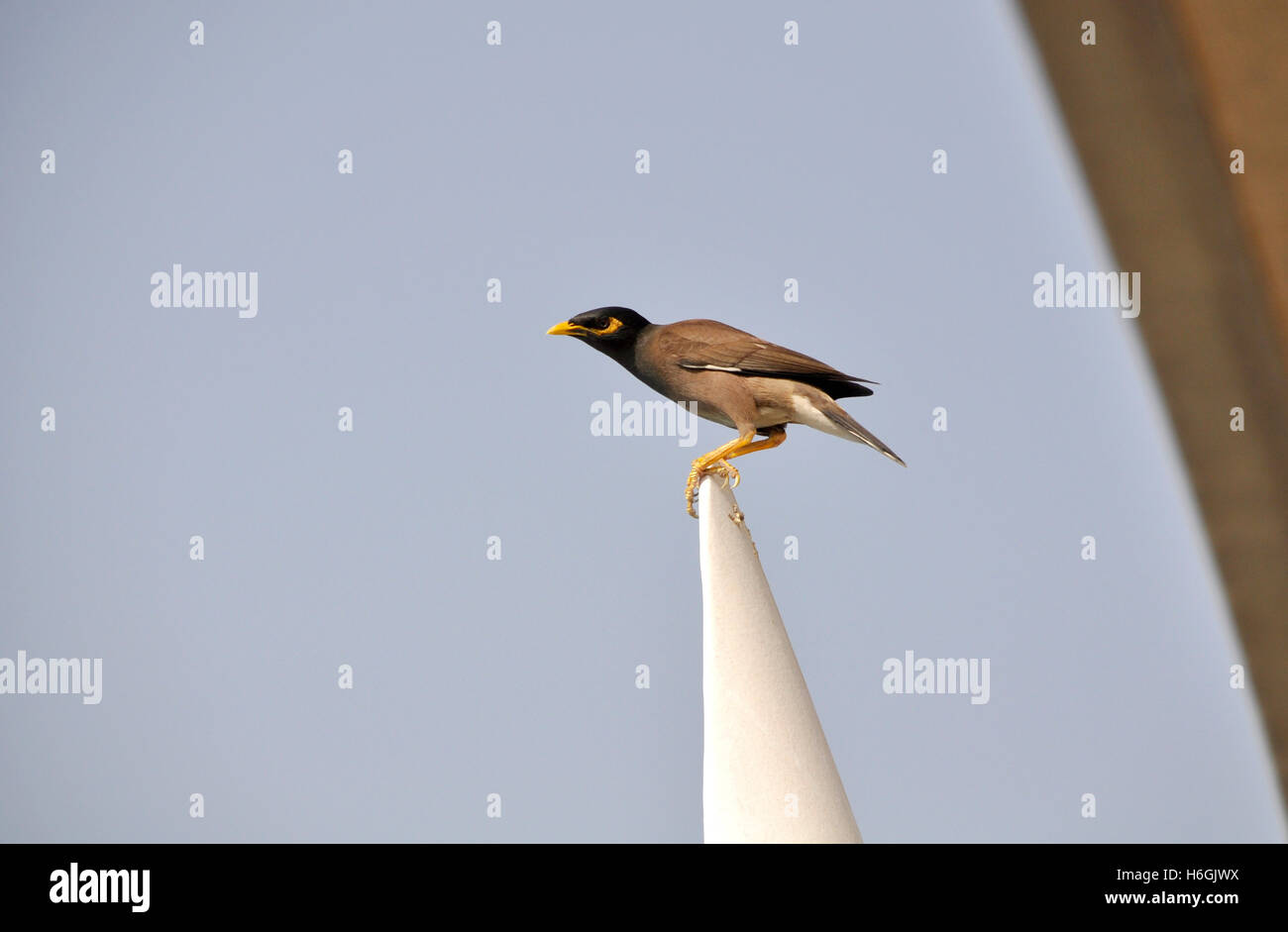 Myna nest hi-res stock photography and images - Alamy