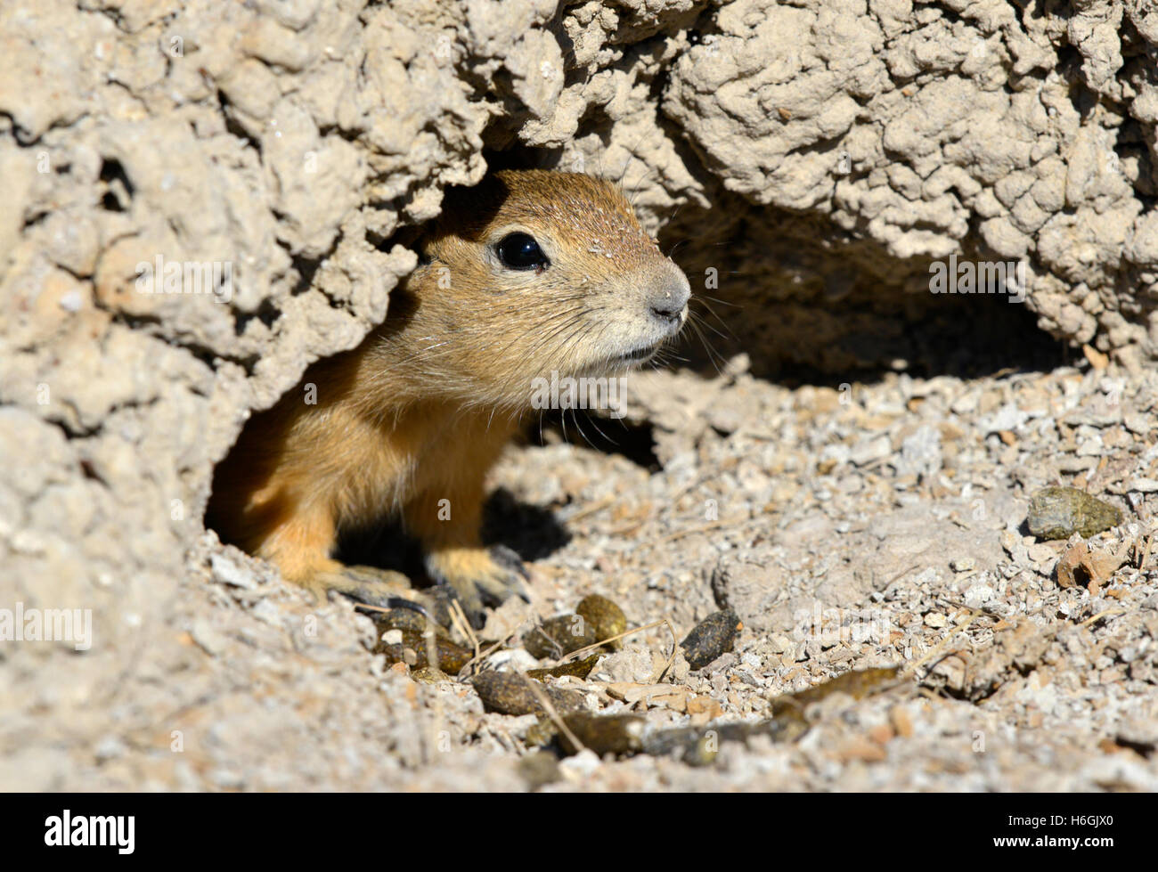 Richardson's Ground Squirrel - Urocitellus richardsonii Stock Photo - Alamy