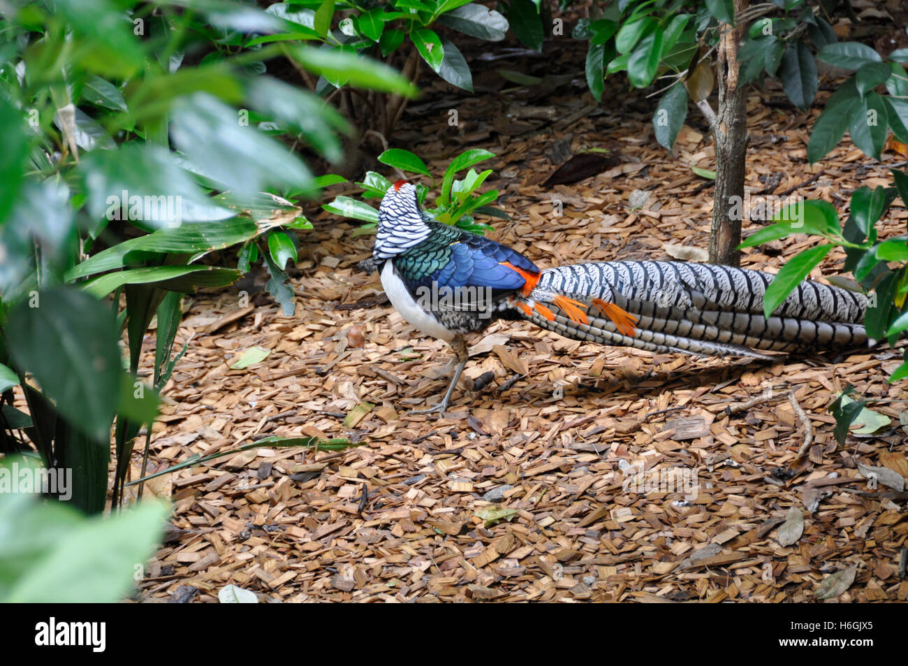 Pheasant, Lady Amherst (Chrysolophus amerstiae Stock Photo - Alamy