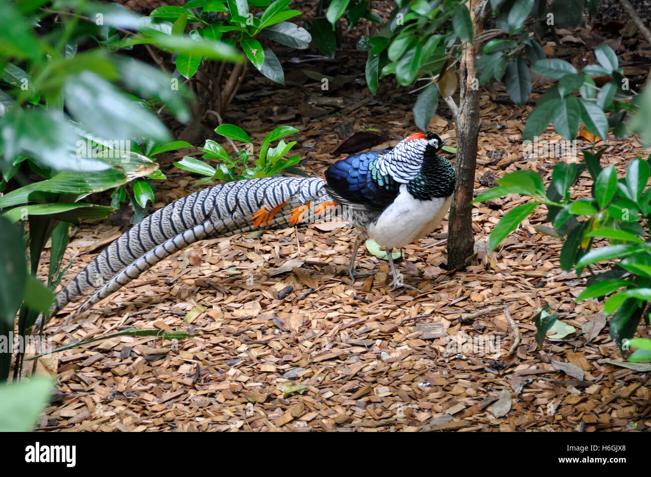 Pheasant, Lady Amherst (Chrysolophus amerstiae Stock Photo - Alamy