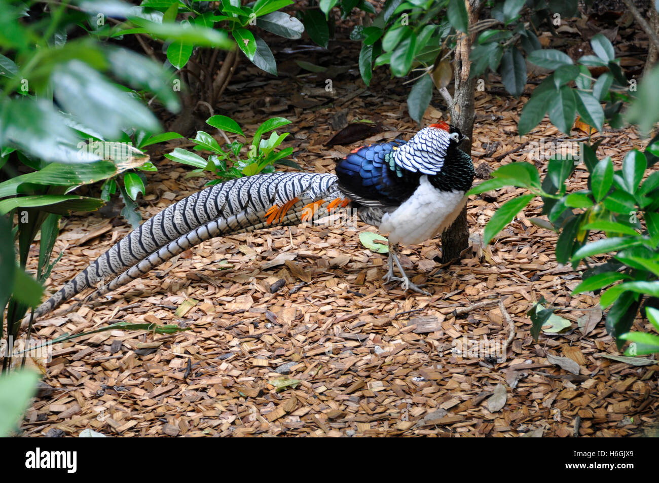Pheasant, Lady Amherst (Chrysolophus amerstiae Stock Photo - Alamy