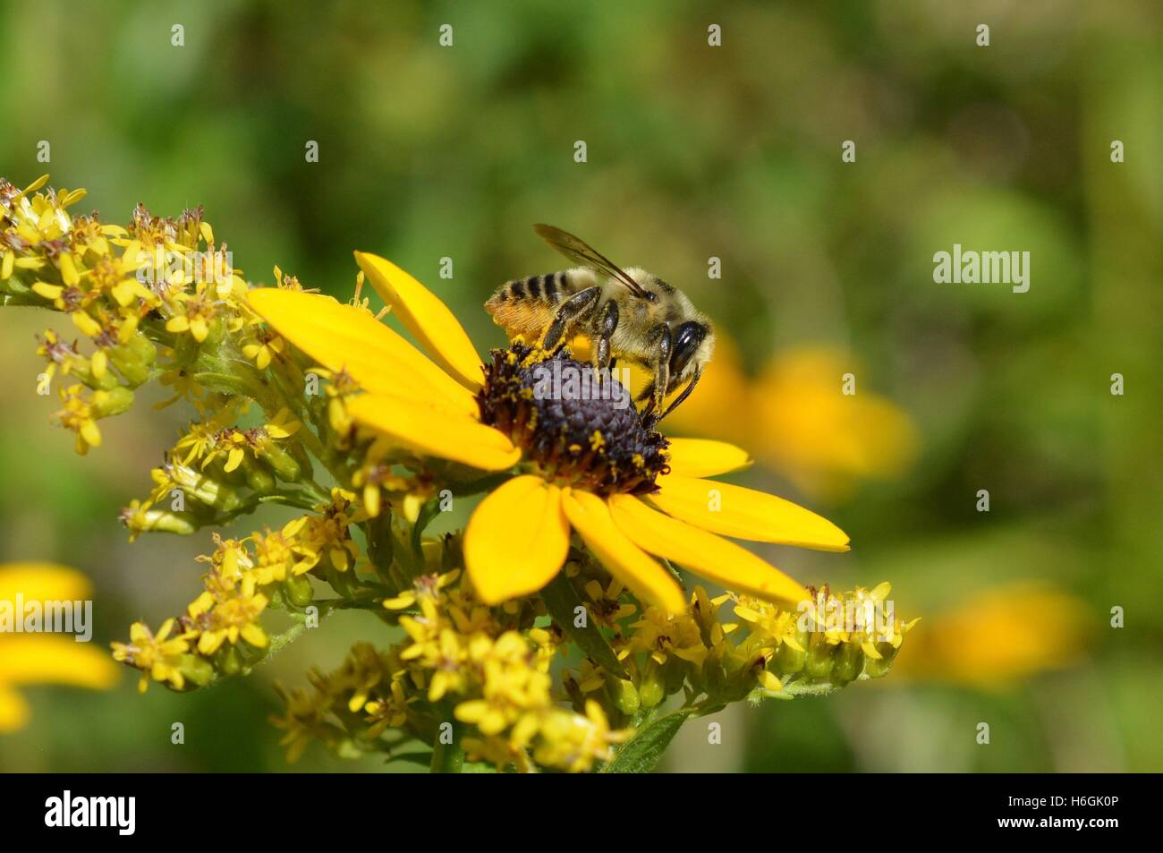 Leaf cutter bee (Megachile sp.) pollinating black-eyed Susan (Rudbeckia ...