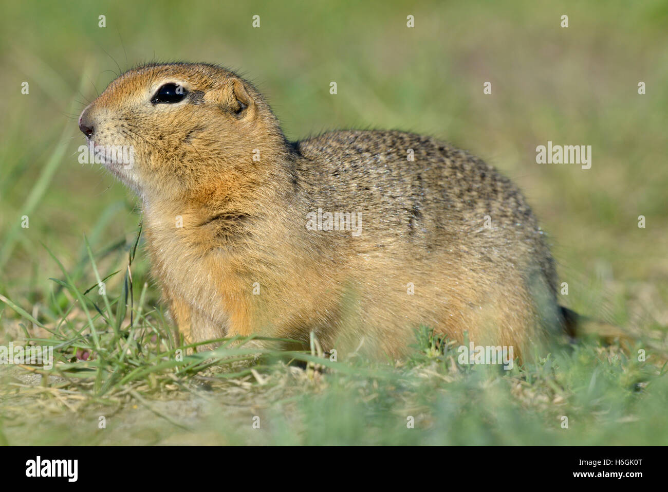 Richardson ground squirrel hi-res stock photography and images - Alamy