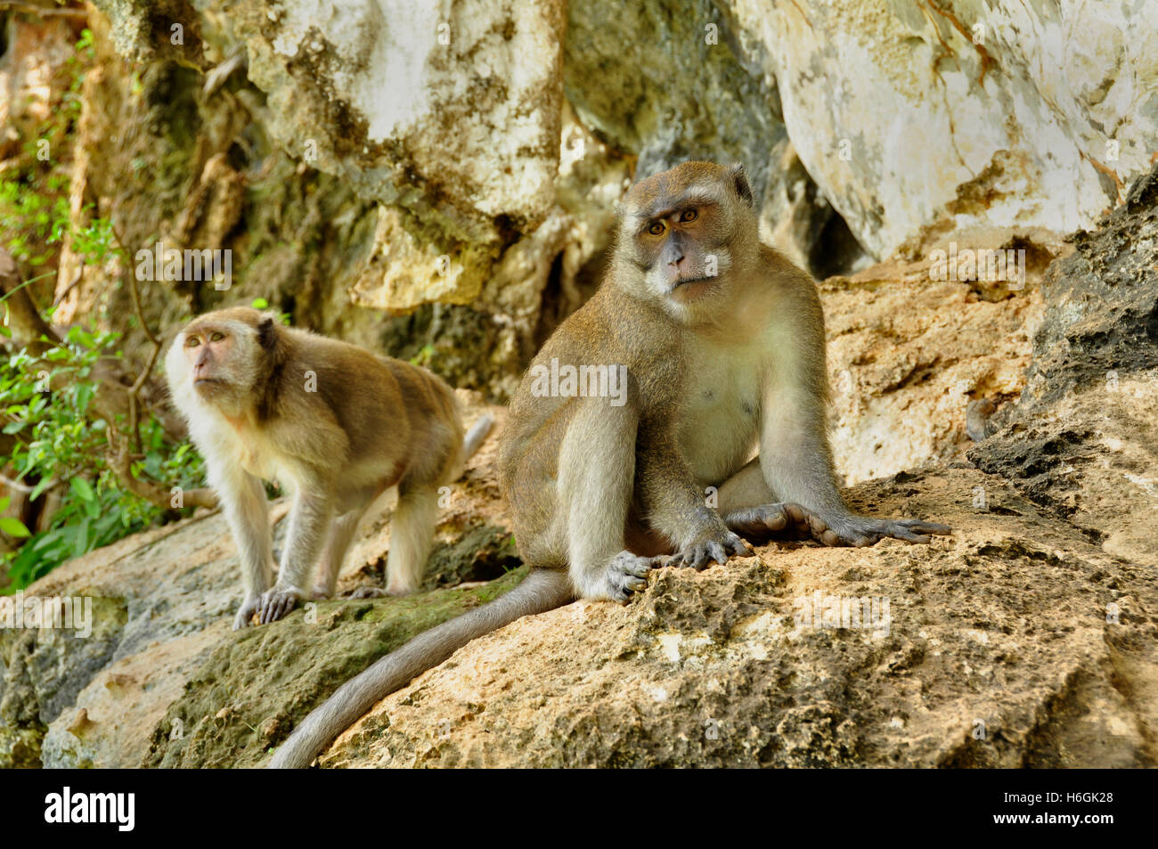 Rhesus macaca mulatta hi-res stock photography and images - Alamy