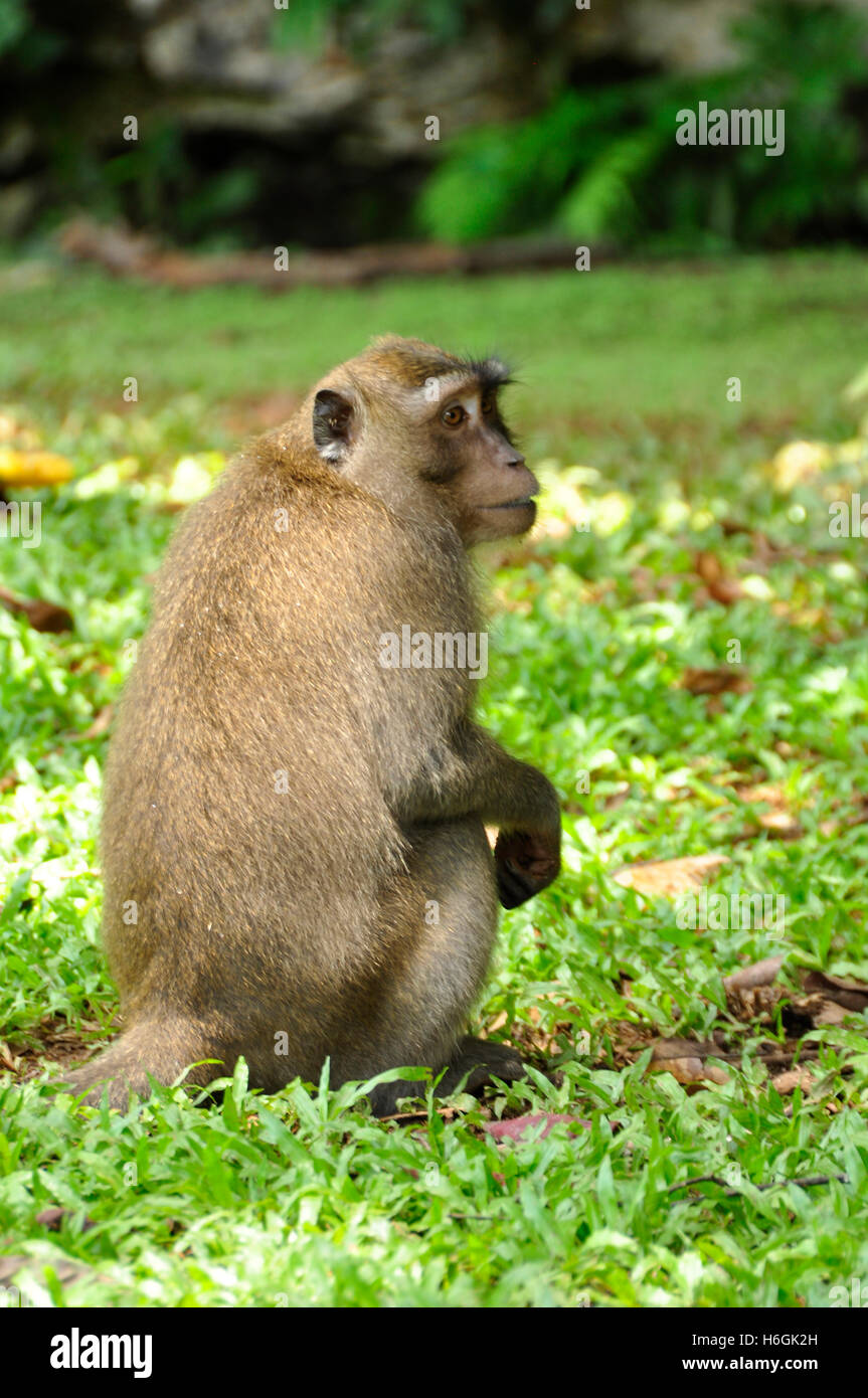 Macaque, Rhesus (Macaca mulatta Stock Photo - Alamy