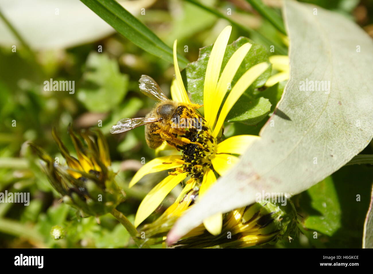 Honey Bee collecting pollen Stock Photo - Alamy