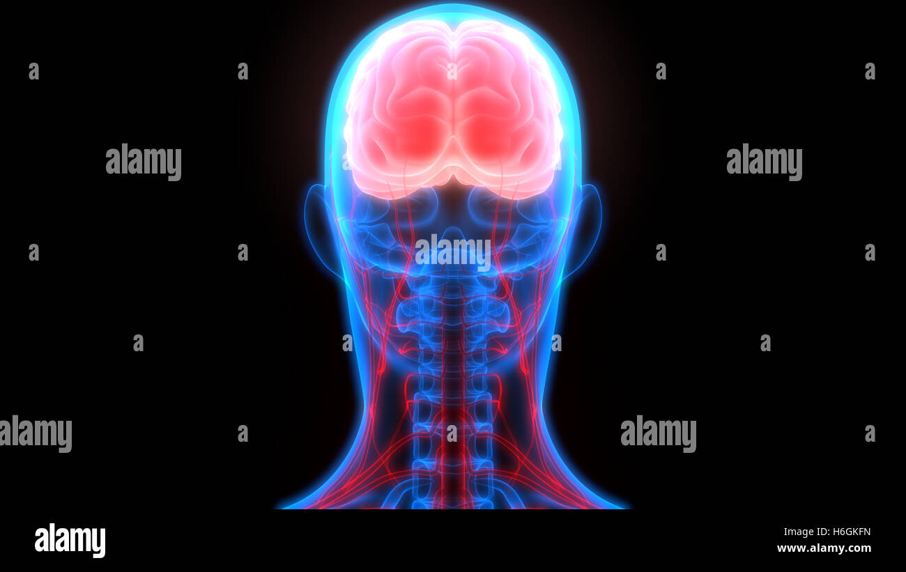 Human Brain with Nervous system Anatomy Stock Photo - Alamy