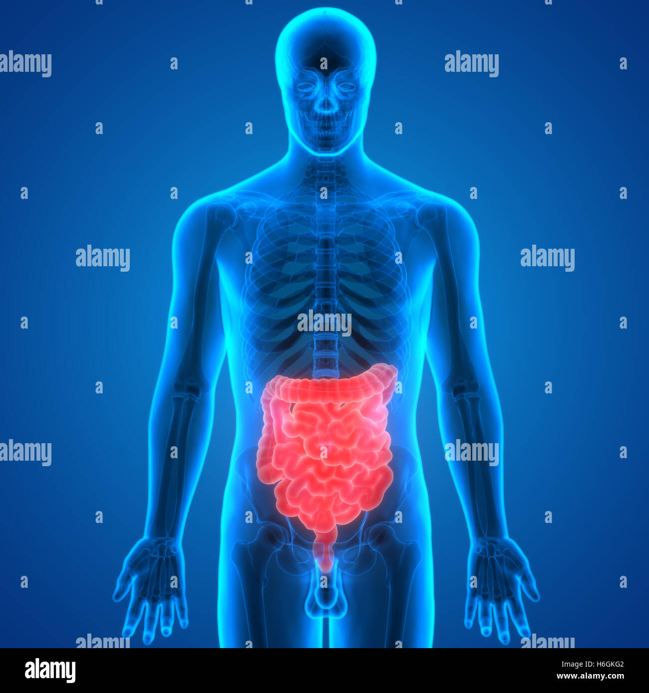 Human Digestive System Large and Small Intestine Anatomy Stock Photo ...