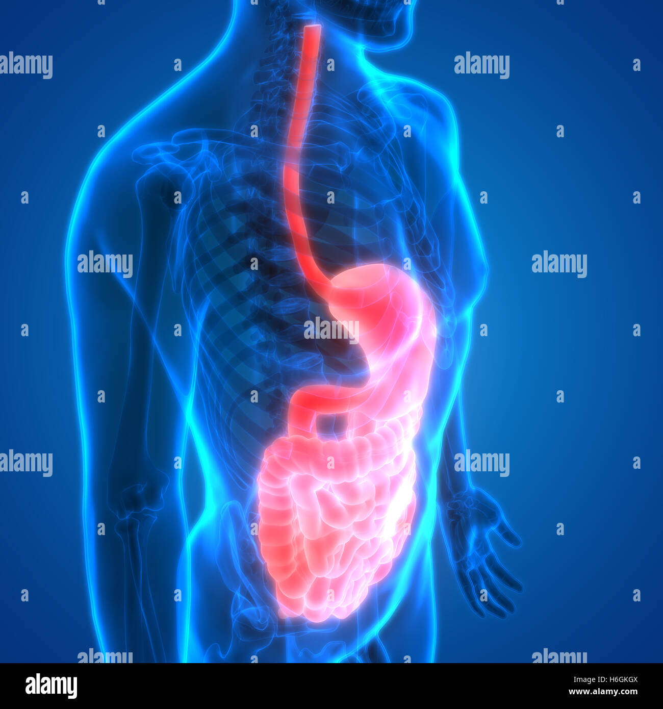 Human anus hi-res stock photography and images - Alamy