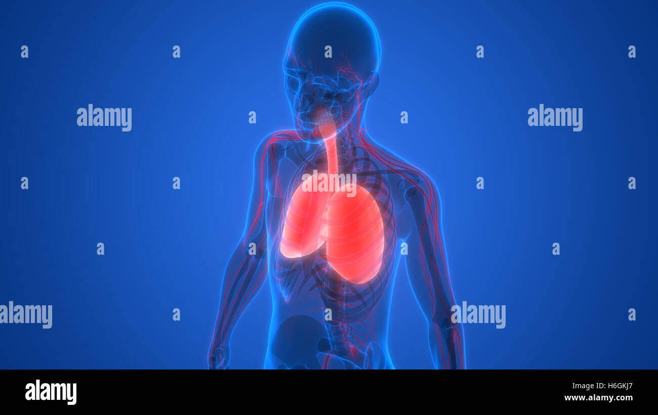 Human Respiratory System Lungs with Nervous System Anatomy Stock Photo ...