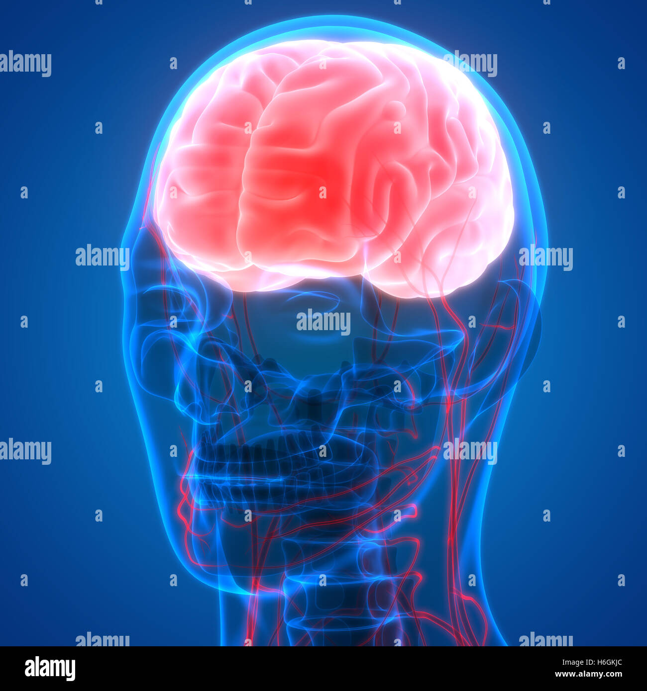 Human Brain with Nervous system Stock Photo - Alamy