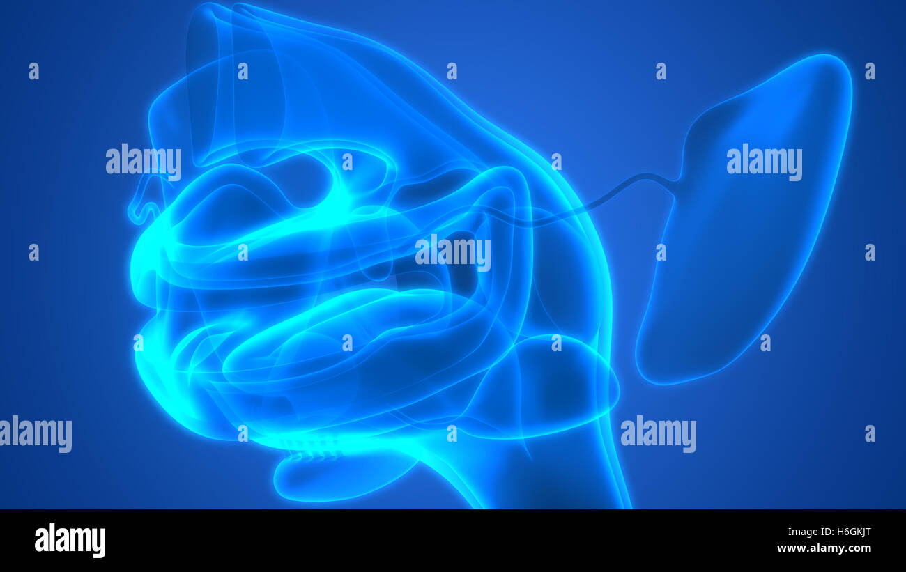 Human Digestive System (Mouth Anatomy Stock Photo - Alamy