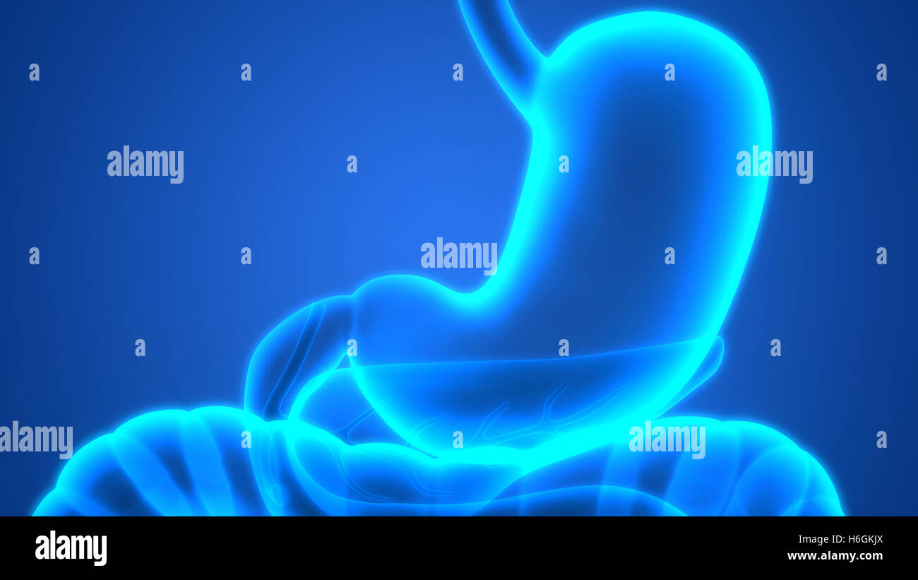 Human Digestive System (Stomach Anatomy Stock Photo - Alamy