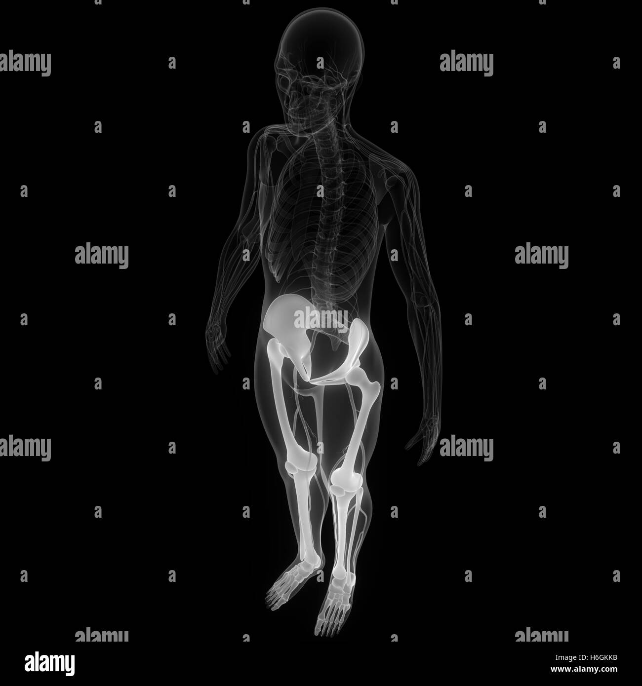 Human Skeleton System Anatomy Stock Photo - Alamy