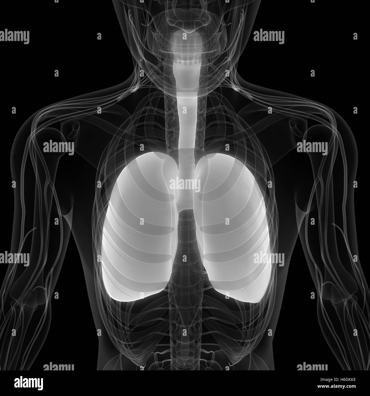 Human Respiratory System Lungs with Nervous System Anatomy Stock Photo ...