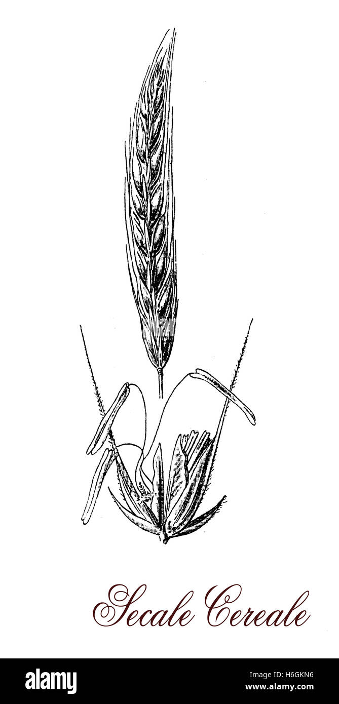 Rye is a cultivated as cereal grain and forage crop. It is used for ...