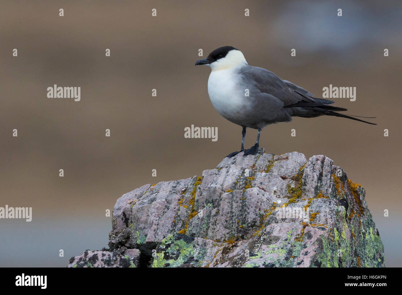 Long-tailed Jaeger (Stercorarius longicaudus), adult standing on rock ...