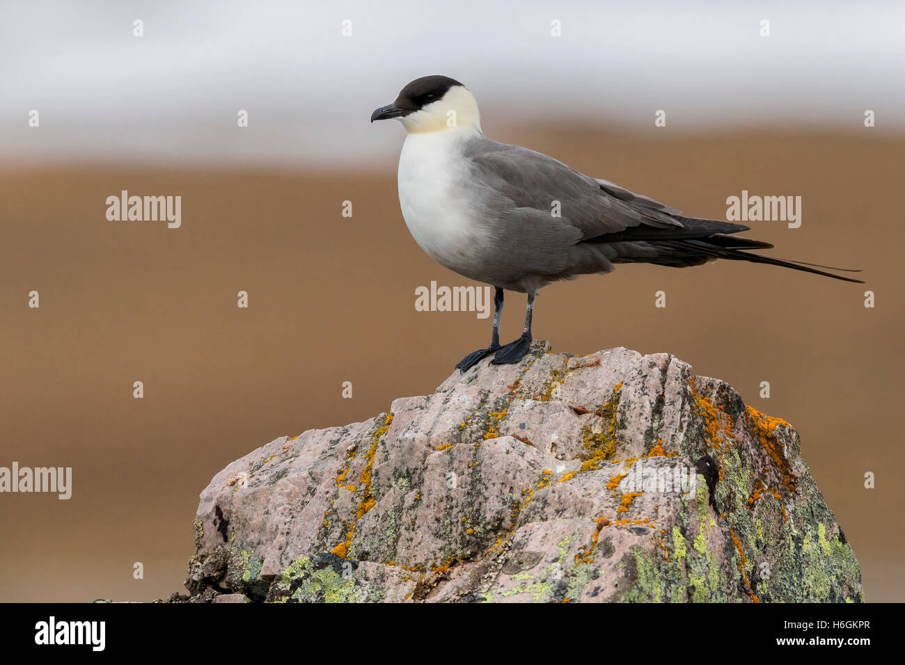 Long-tailed Jaeger (Stercorarius longicaudus), adult standing on rock ...