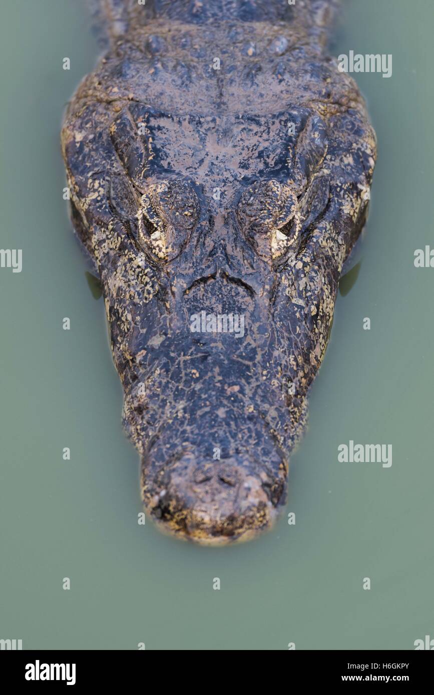 Close-up of yacare caiman head in pool Stock Photo - Alamy